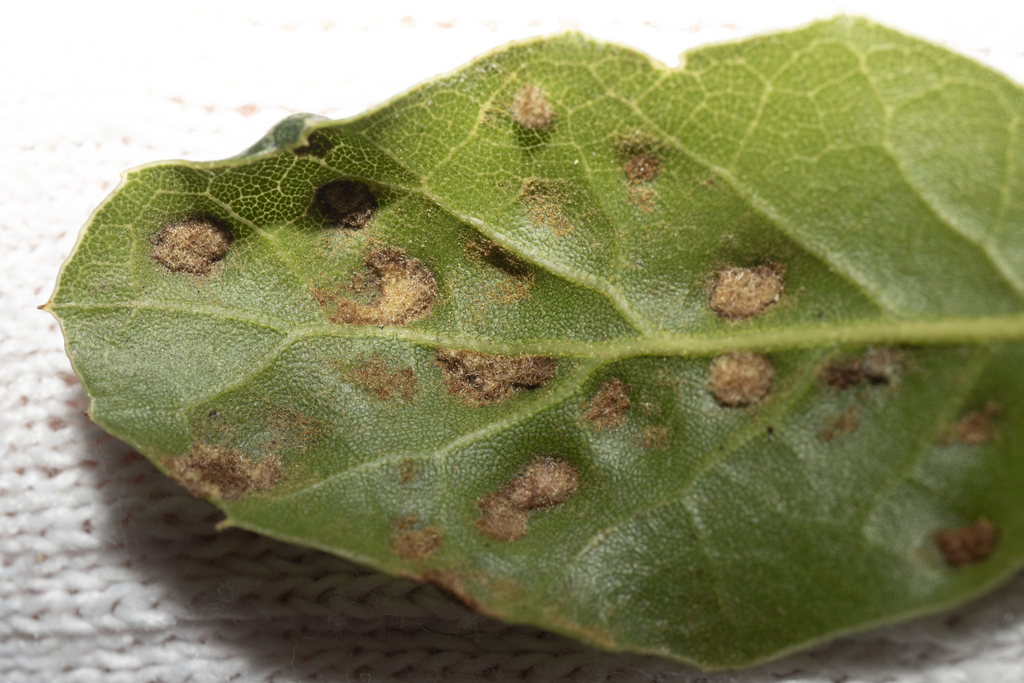 Live Oak Erineum Mite from Irvine Regional Park, Orange County, US-CA ...