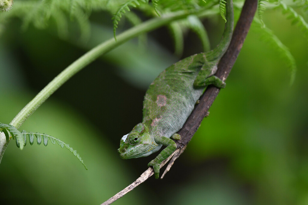 Strange-horned Chameleon in June 2021 by Heinrich Human · iNaturalist