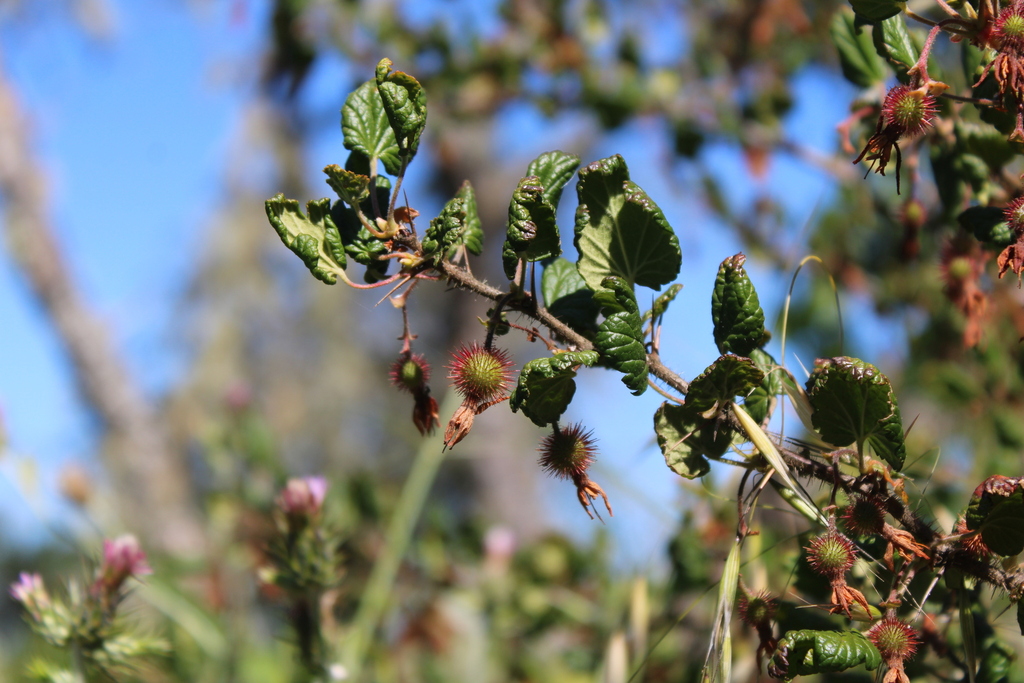 canyon gooseberry from Laguna Trailhead, Fire Lane Tr, Point Reyes ...