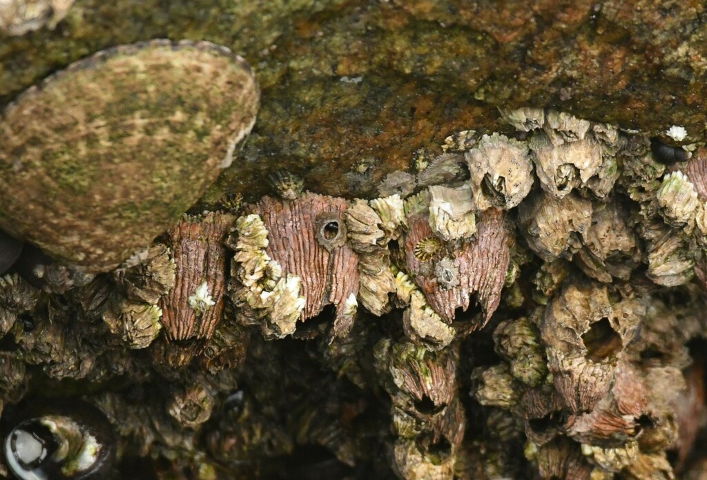 Pink Volcano Barnacle from Monterey, CA, USA on June 20, 2024 at 10:34 ...
