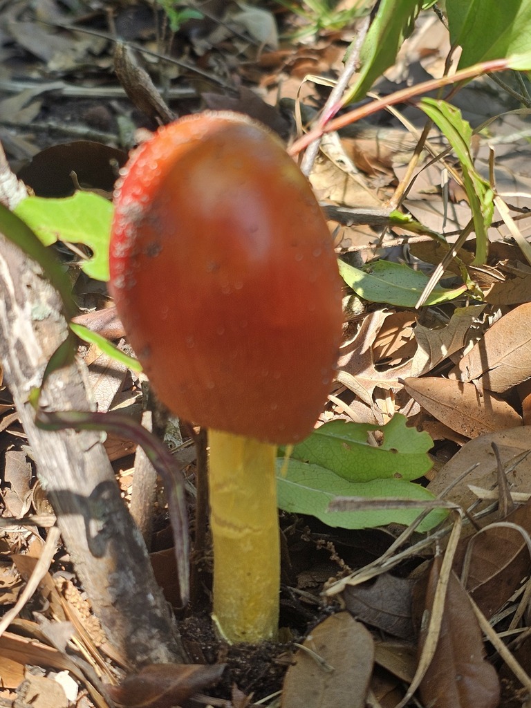 Jackson's slender Caesar from Jackson County, FL, USA on May 26, 2024 ...