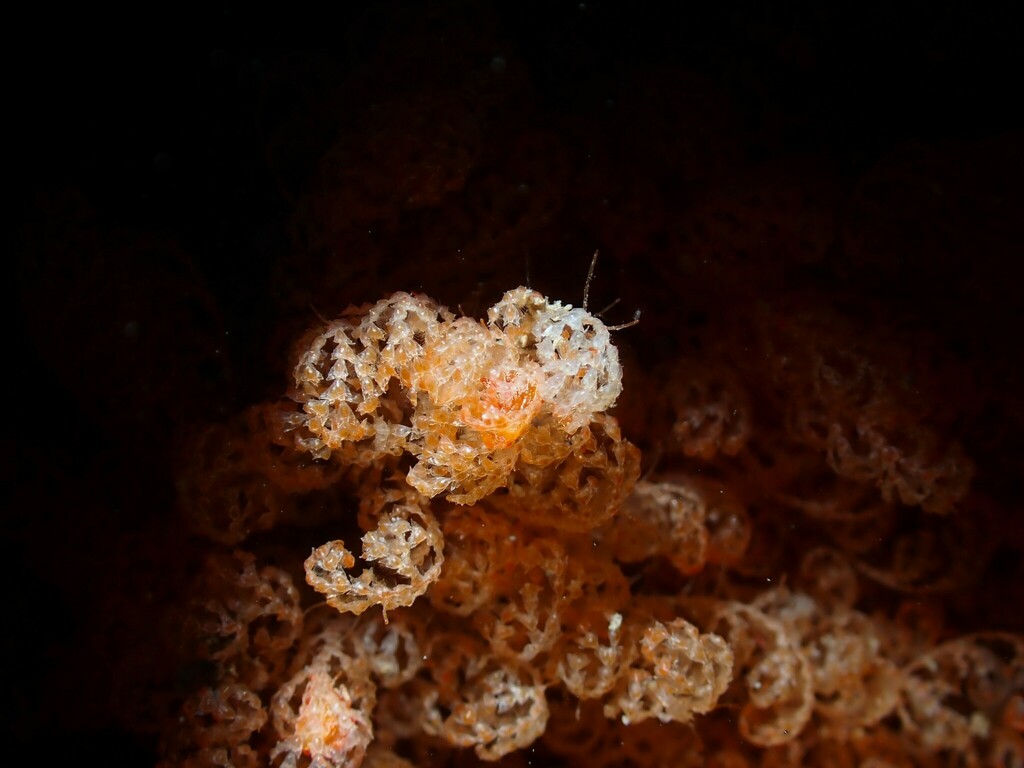 Janolus ignis from Hongoeka Bay South on June 21, 2024 at 01:27 PM by ...