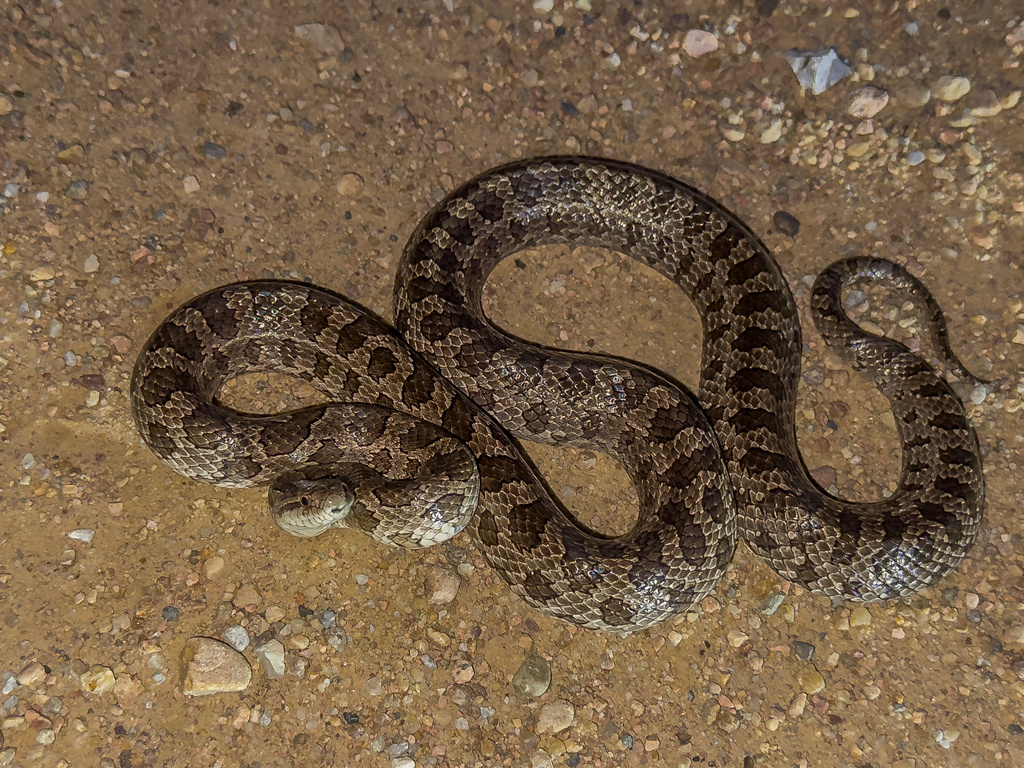 Prairie Kingsnake in June 2024 by Anna Olderbak. I’m having a lot of ...