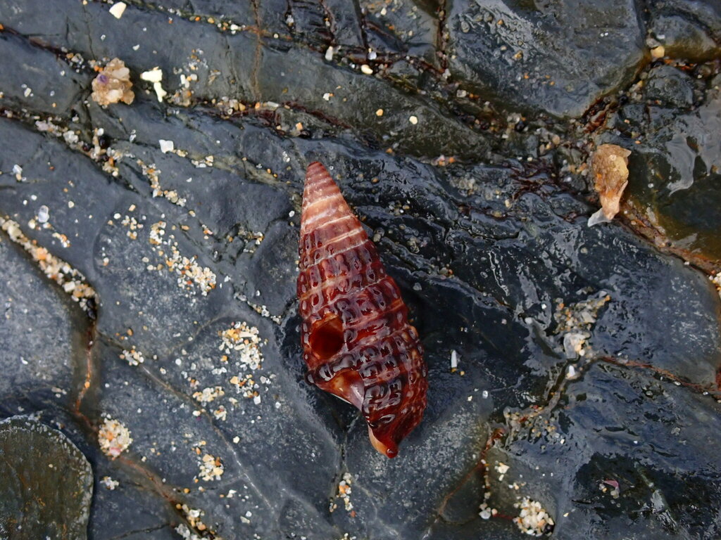 Cerithium coralium from Sandy Beach NSW 2456, Australia on June 21 ...