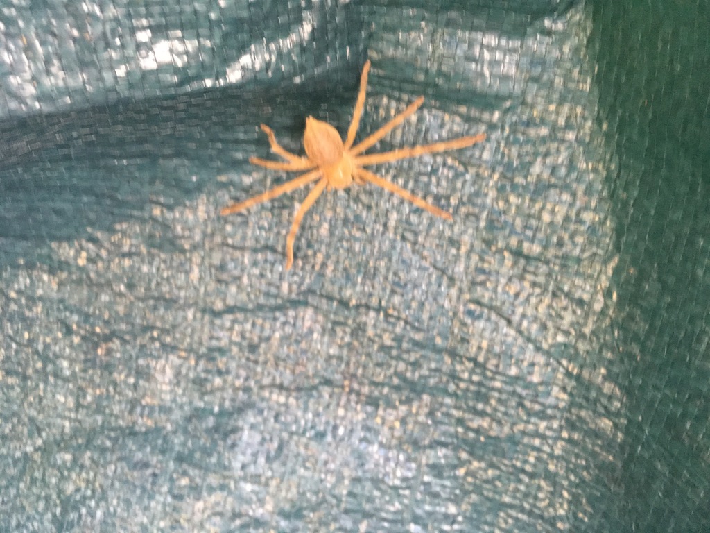 Northern Badge Huntsman from Crystal Creek QLD 4816, Australia on June ...