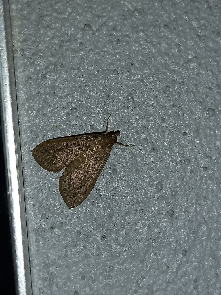 Butterflies and Moths from 56 Halpine Parade on June 20, 2024 at 04:09 ...