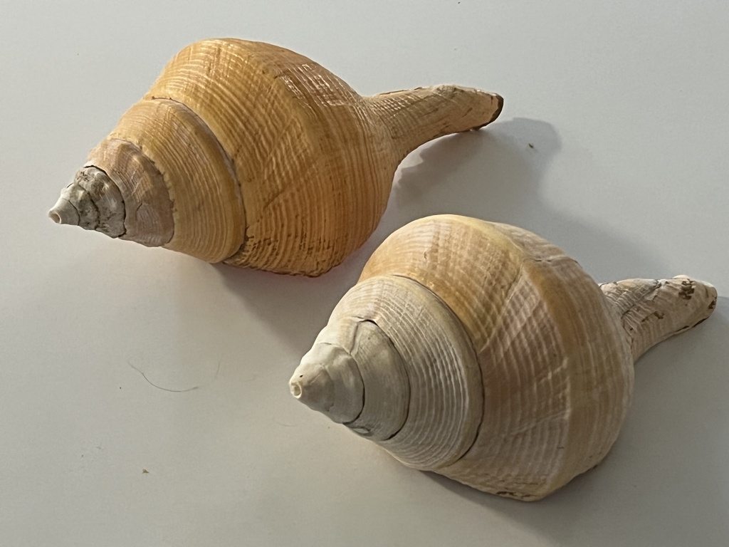 Australian Trumpet from Indian Ocean, Peron, WA, AU on June 21, 2024 at ...