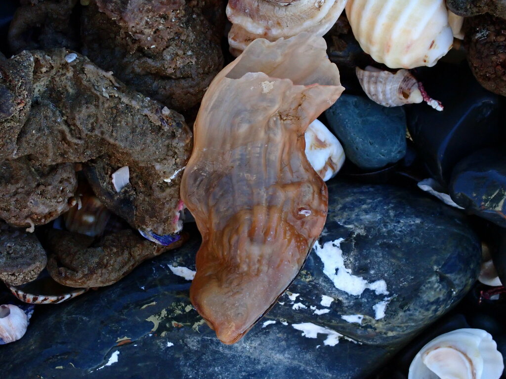 Baggy Pen Shell from Woolgoolga NSW 2456, Australia on June 21, 2024 at ...