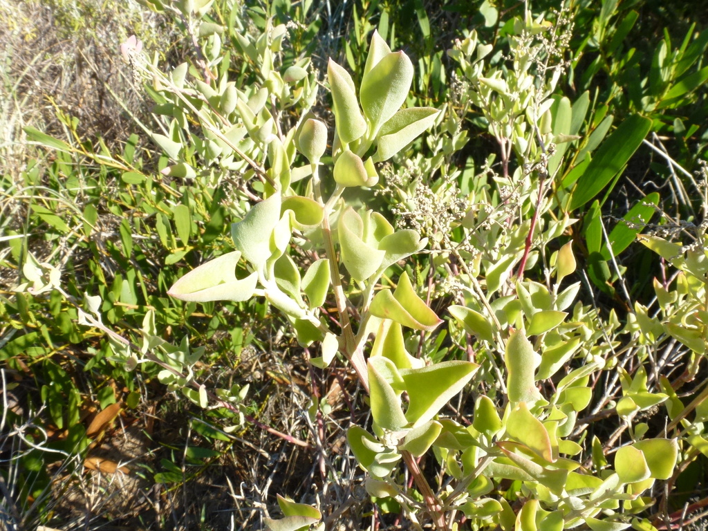 Fragrant Saltbush from Tingira Reserve O'Sullivan Beach, SA, Australia ...