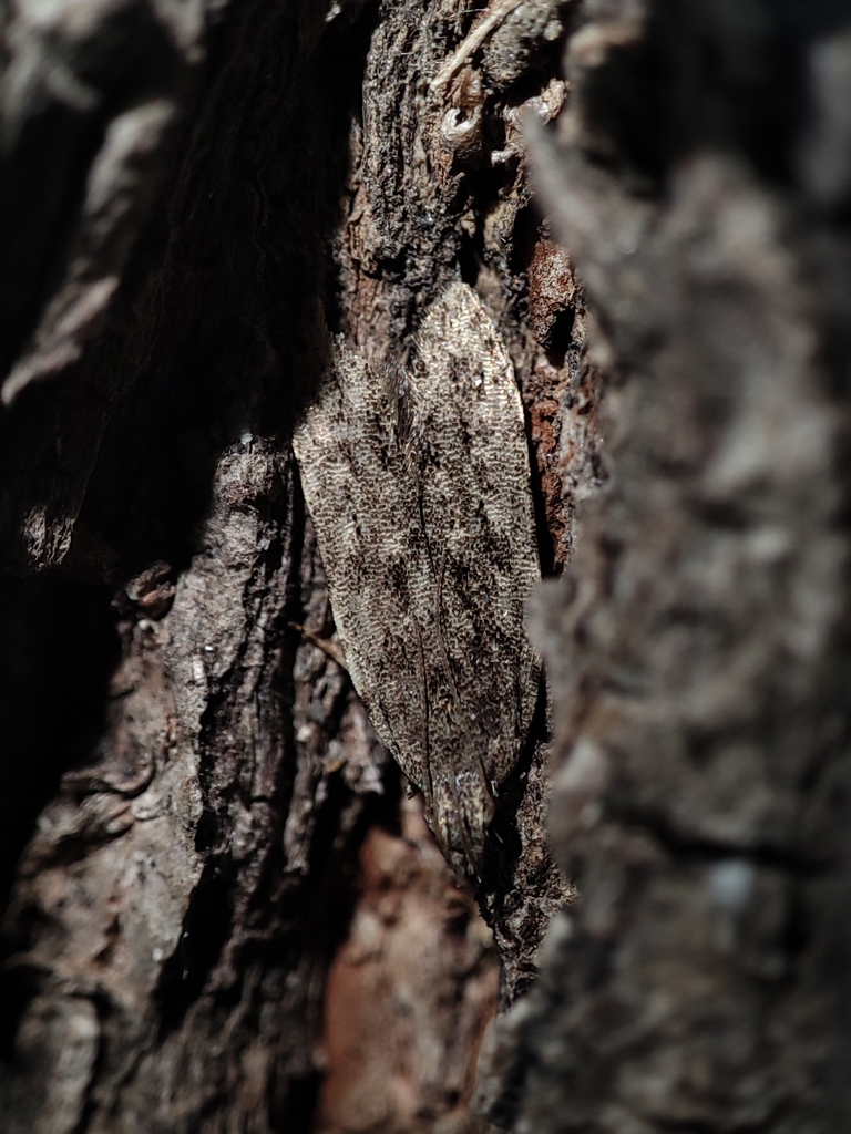 Curved-horn Moths from Beijing, Beijing, CN on June 20, 2024 at 11:31 ...