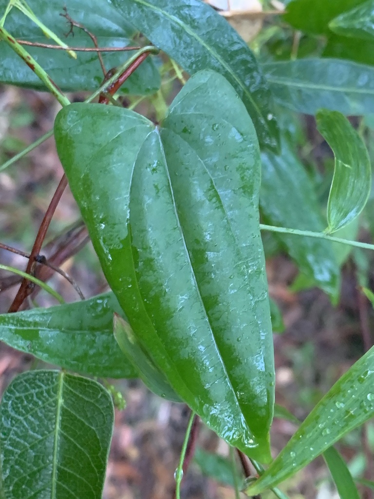 Common Yam Vine from Glenrock, Lake Macquarie - North, AU-NS, AU on ...