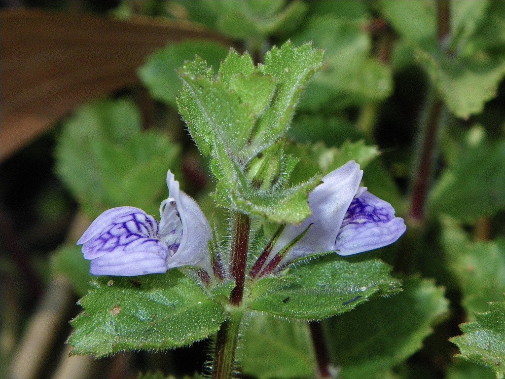 mint family from Berry Springs NT 0838, Australia on August 17, 2012 at ...
