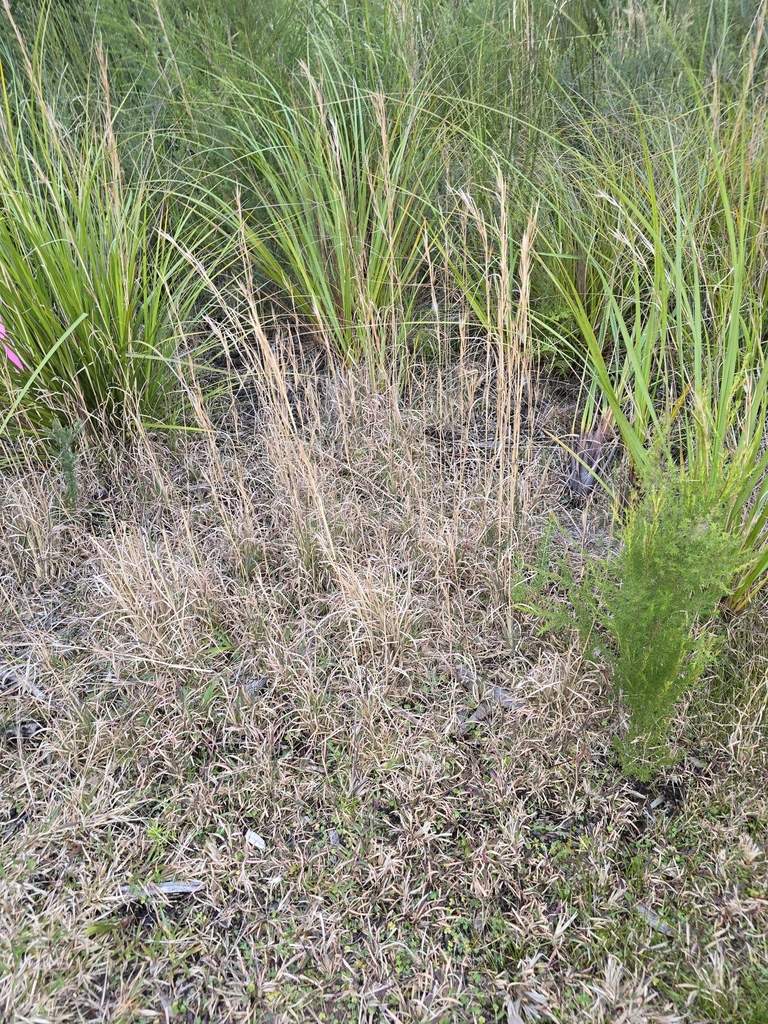 broomsedge bluestem from Quarantine Station, North Head Scenic Dr ...
