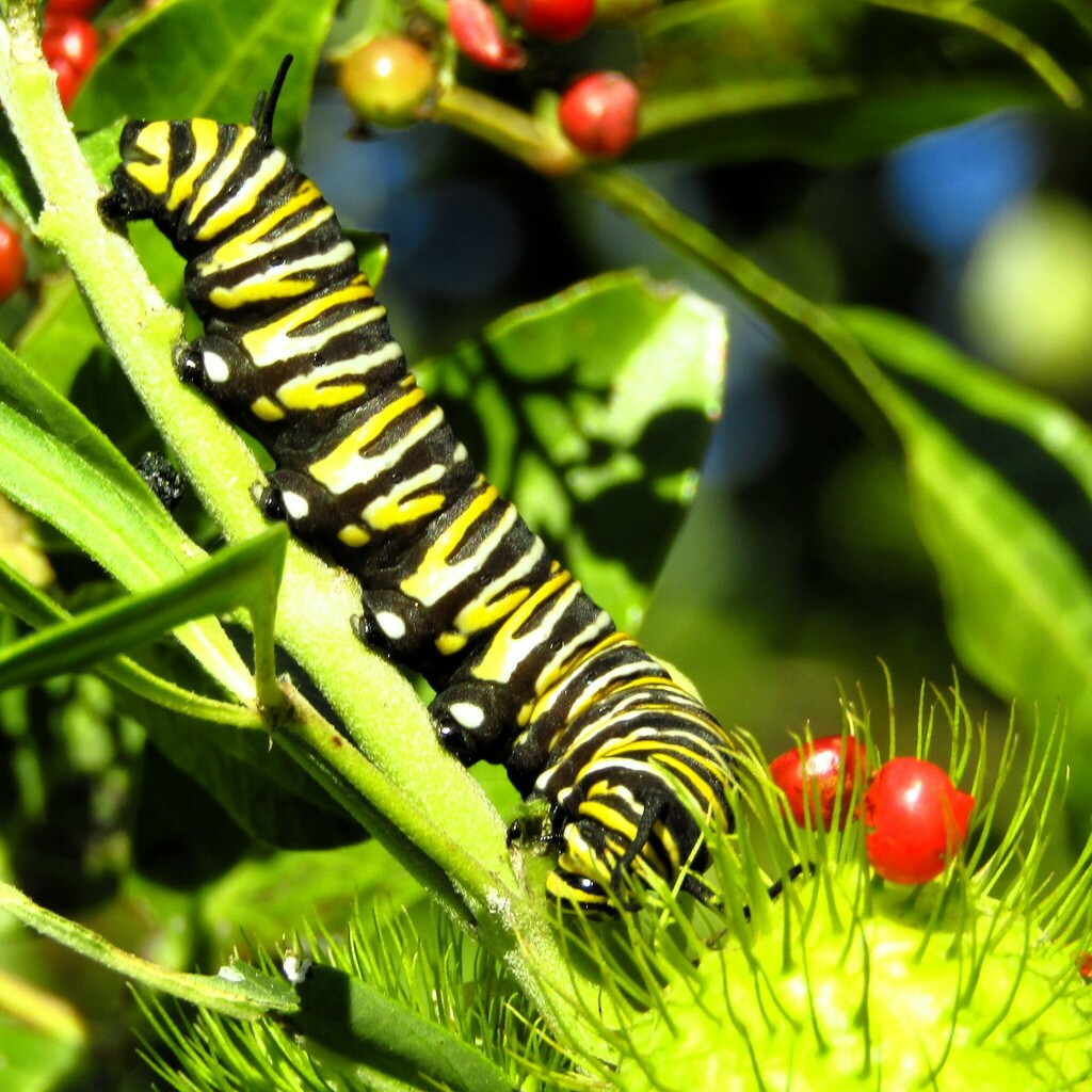 Monarch from South Lake, Perth WA, Australia on June 15, 2024 at 09:09 ...