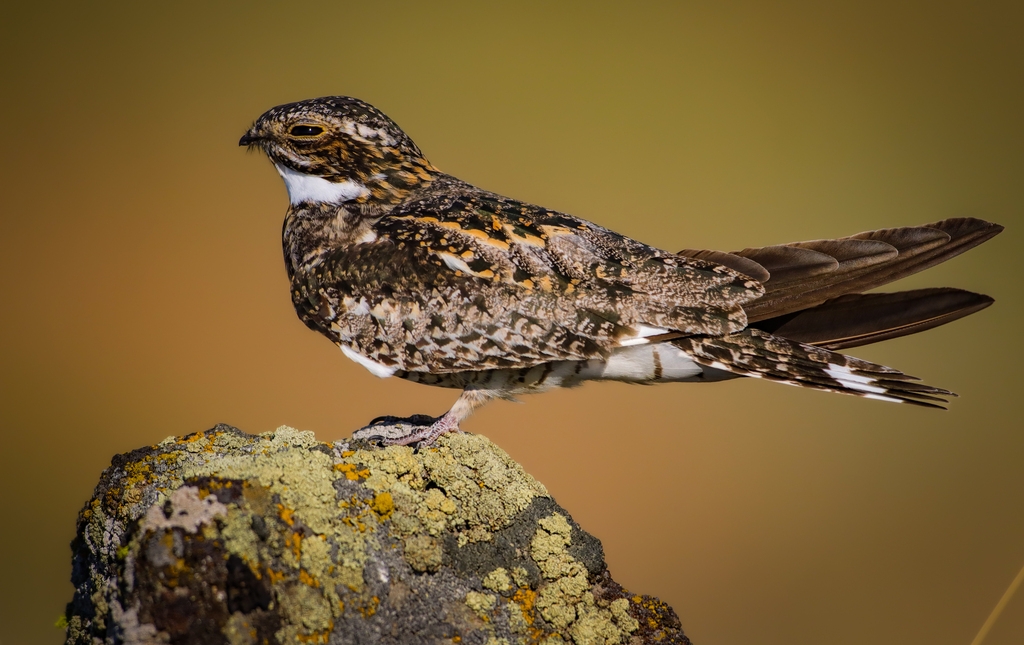 Western Common Nighthawk from Adams County, WA, USA on June 20, 2024 at ...