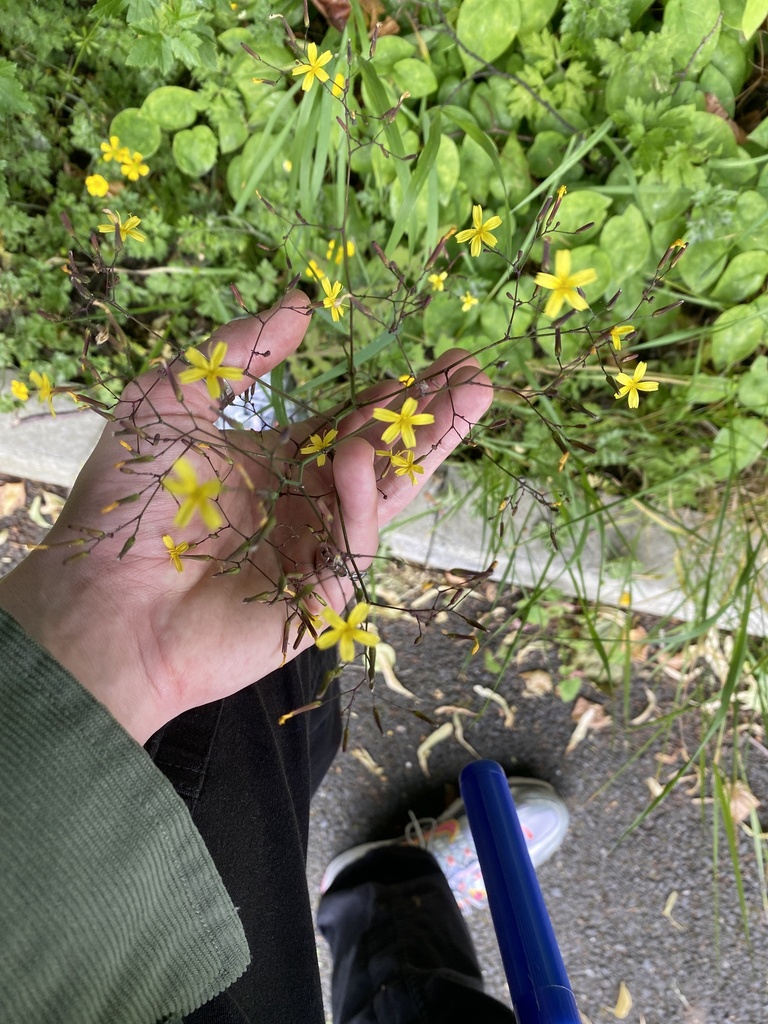 Wall Lettuce from Myrtle Parade, Liverpool, England, GB on June 21 ...