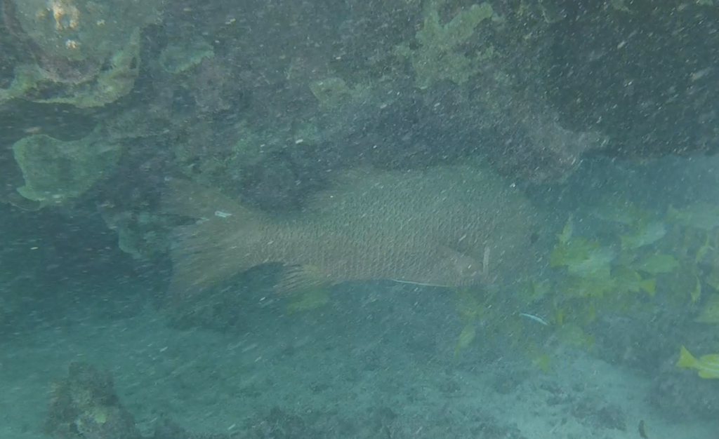 Mangrove Red Snapper from Exmouth, WA, Australia on June 14, 2024 at 11 ...