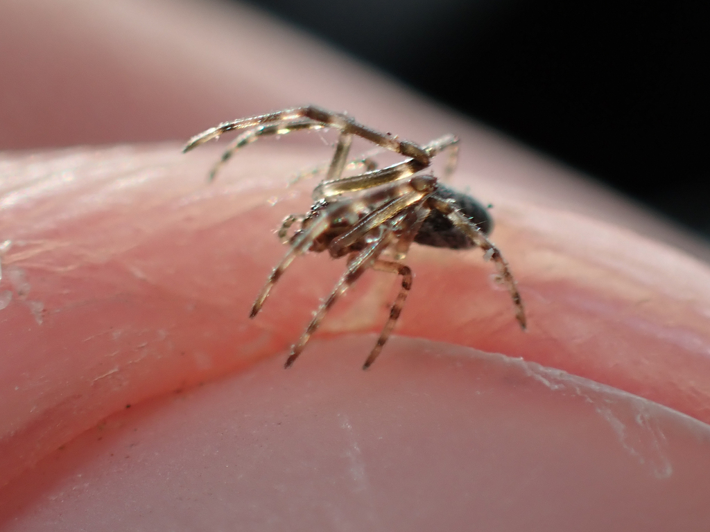 Typical Spiders from Stockwell SA 5355, Australia on June 21, 2024 at ...