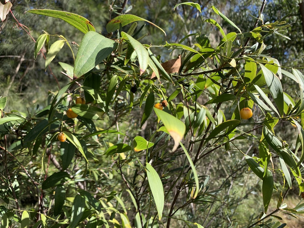 Wombat Berry from Terrey Hills Golf and Country Club, Duffys Forest ...