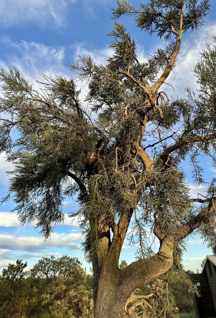 Western Australian Christmas Tree from Woolly Bush Loop, Woodridge, WA ...