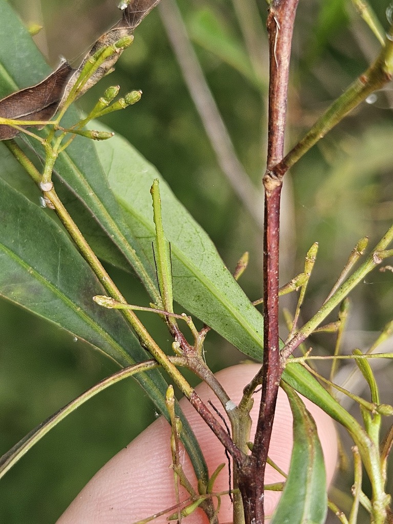 Common Hop Bush from Brisbane QLD, Australia on June 20, 2024 at 12:46 ...