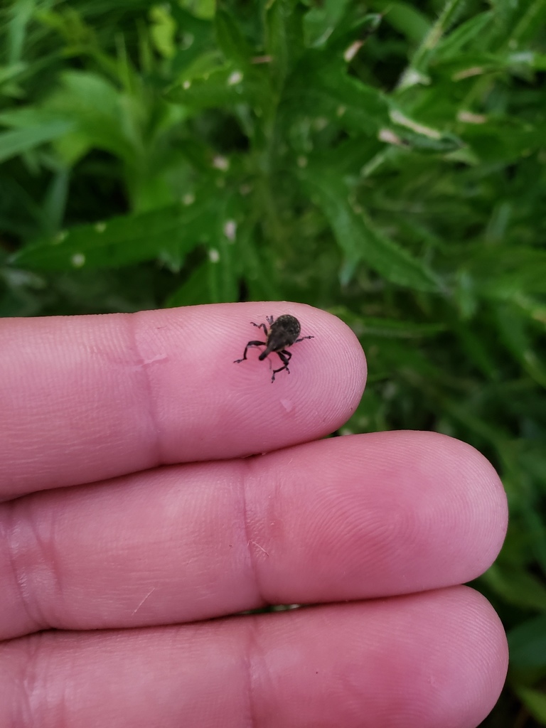 Canada Thistle Bud Weevil from Lawrence Township, NJ, USA on May 14 ...