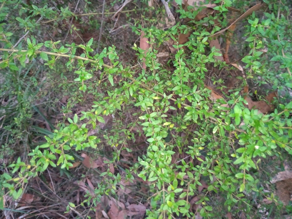 Prickly Currant-Bush from Macclesfield VIC 3782, Australia on June 21 ...