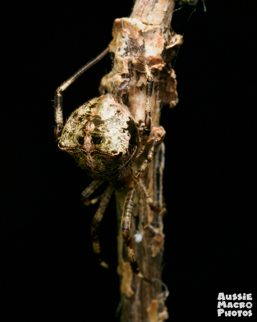 Janula from Buggin in Cairns Botanic Gardens, QLD, Australia on May 22 ...