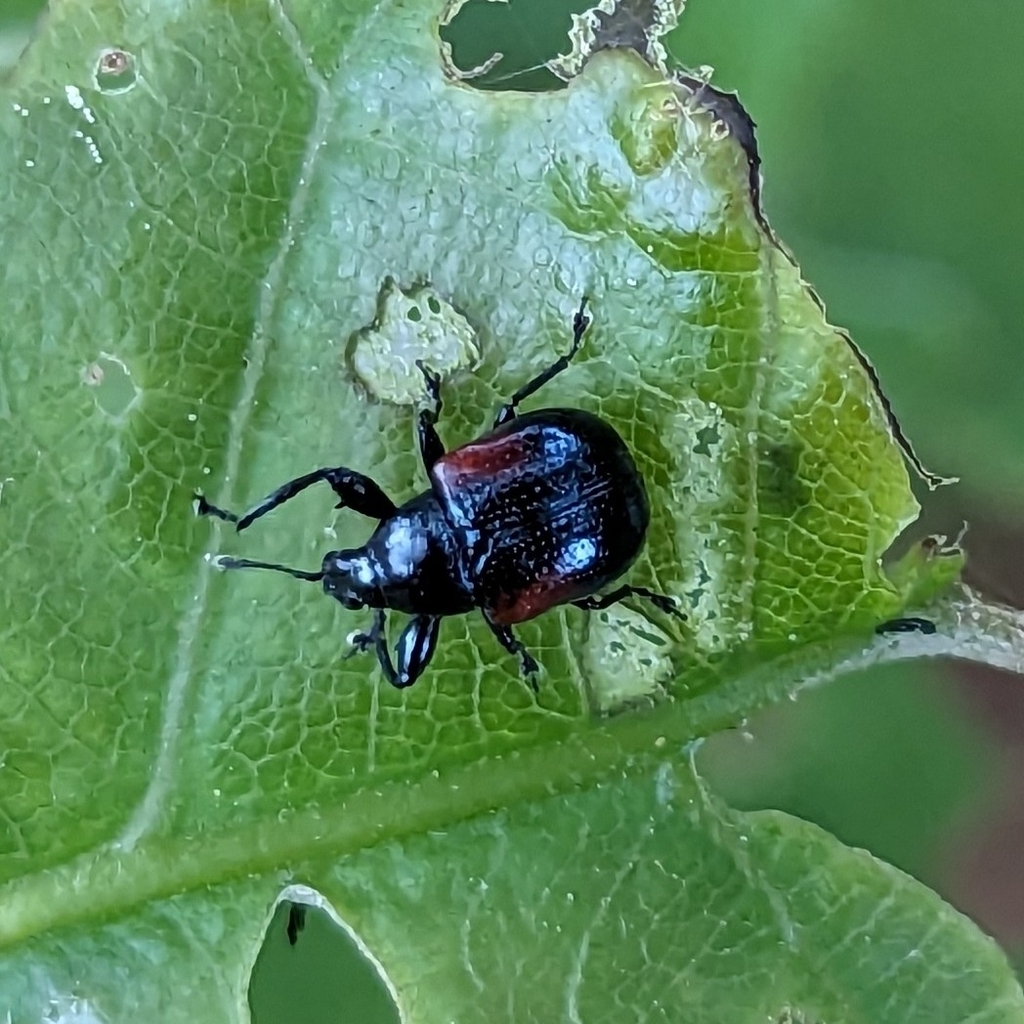 Oak Leafrolling Weevil from Essex, VT, USA on June 21, 2024 at 06:57 AM ...