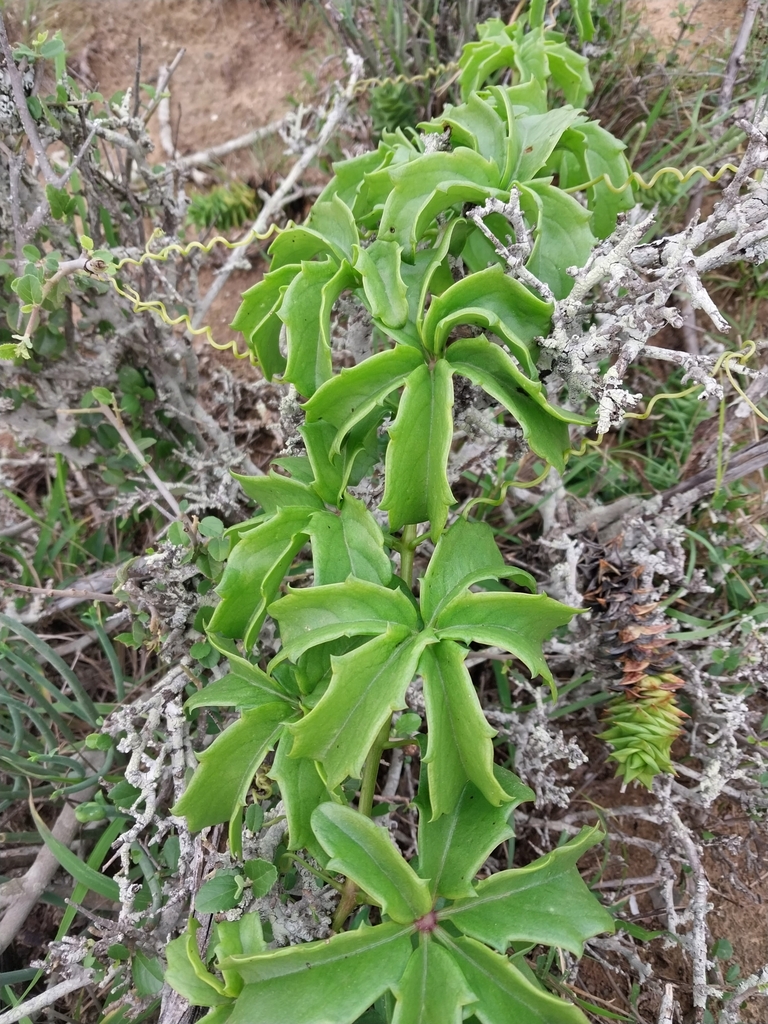 Potato Grape from Amathole, ZA-EC, ZA on June 19, 2024 at 11:49 AM by ...