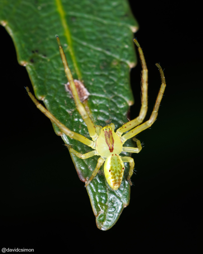 Red-tipped Crab Spider from Bowen Mountain NSW 2753, Australia on June ...