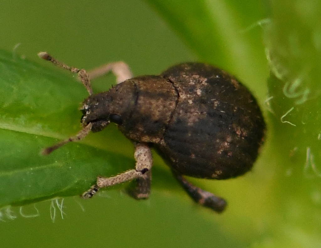 Two-banded Japanese Weevil in May 2024 by Penguin · iNaturalist
