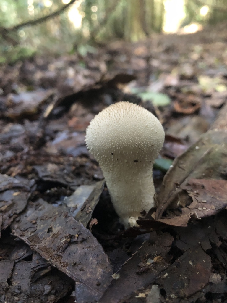 Lycoperdon from Dorrigo National Park, Never Never, NSW, AU on May 16 ...
