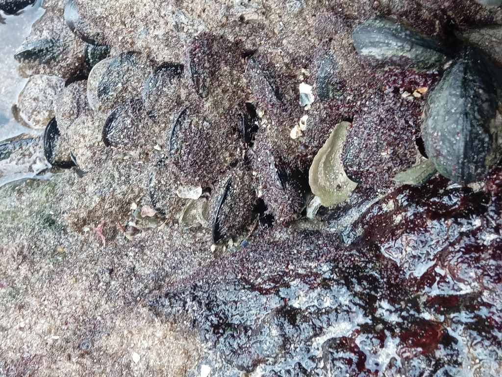 True Mussels from Nelson Mandela Bay, ZA-EC, ZA on June 21, 2024 at 10: ...