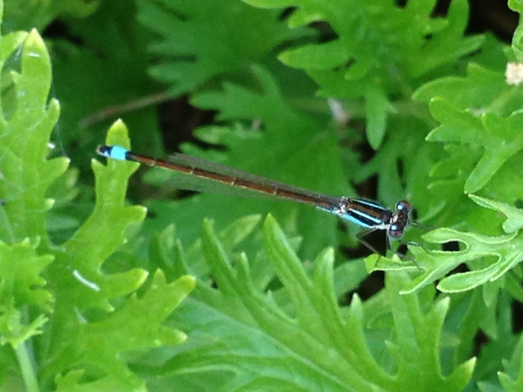 Rambur's Forktail (Dragonflies and Damselflies of Alabama) · iNaturalist