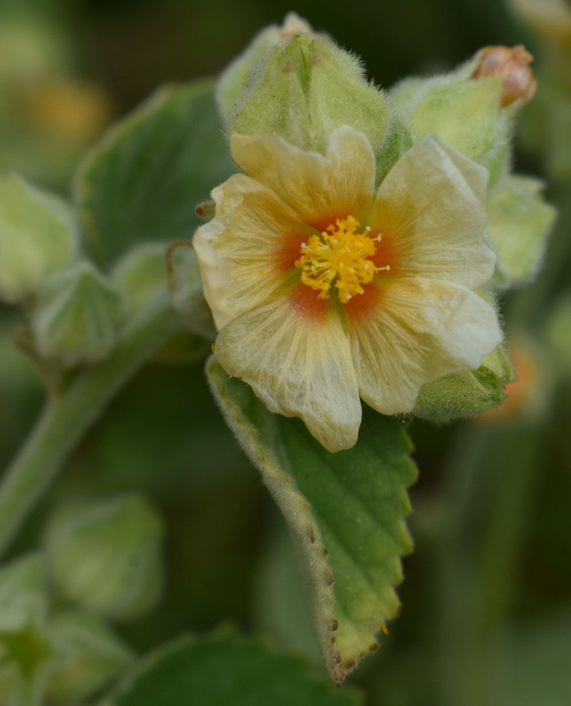 flannel weed from Townsville QLD, Australia on March 20, 2024 at 01:49 ...