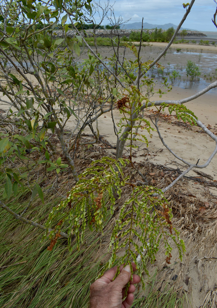 Yellow Flame Tree from Townsville QLD, Australia on March 20, 2024 at ...