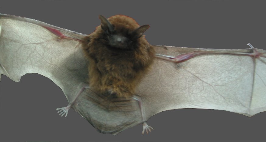 Pale-winged Dog-like Bat from 4°1'12.74'' S 73°26'47.10'' W on July 13 ...
