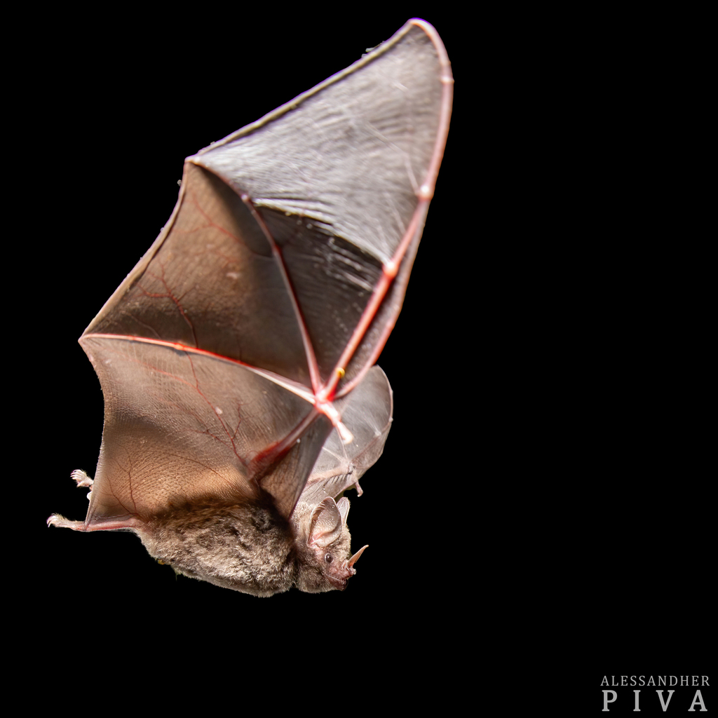 Seba's Short-tailed Bat from Porto Belo, SC, 88210-000, Brasil on June ...