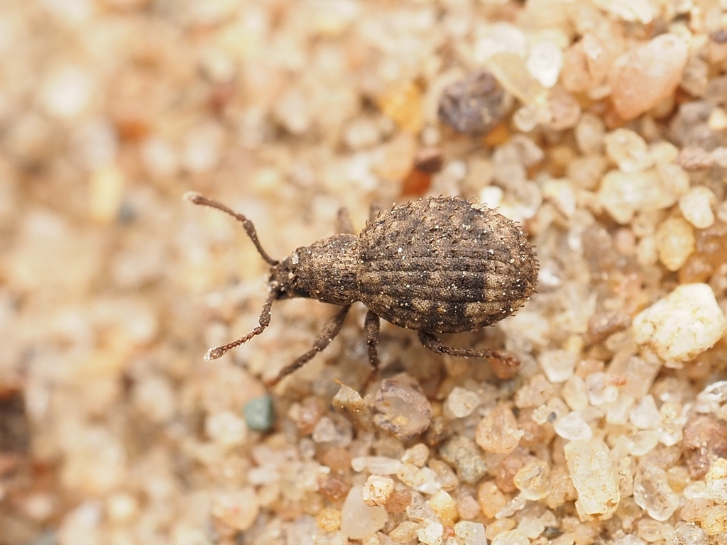 Hair-banded Broad-nosed Weevil from Kings, New York, United States on ...