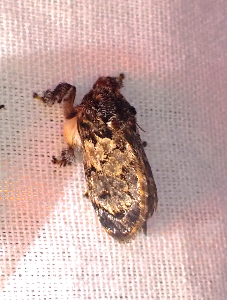 Hag Moth from Yard in Killingworth, CT, USA on June 21, 2024 at 12:38 ...