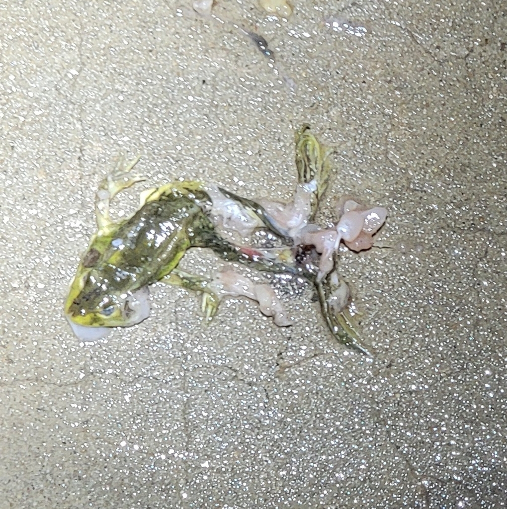 Eastern Golden Frog from Bengbu, CN-AH, CN on June 21, 2024 at 09:11 PM ...