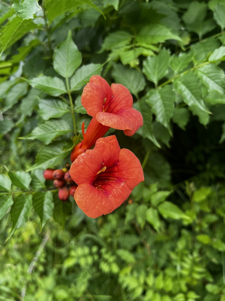 American trumpet vine from Service Church Rd, Aliquippa, PA, US on June ...