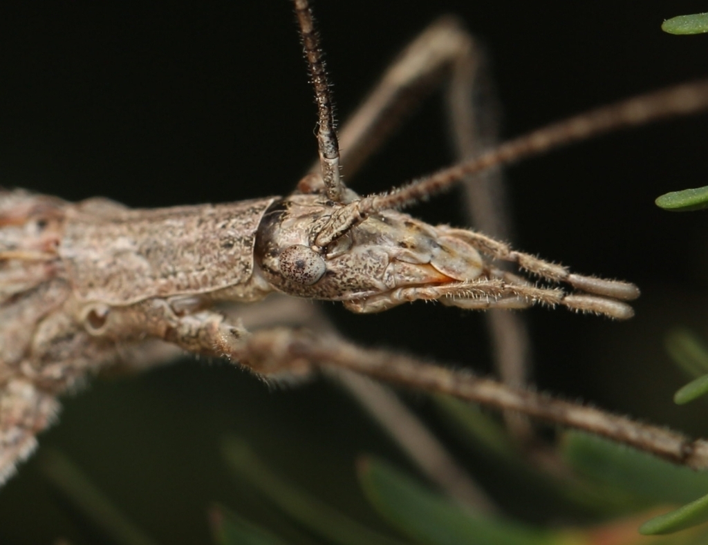 Australian Twig-mimicking Katydid from Notley Camping Area on November ...