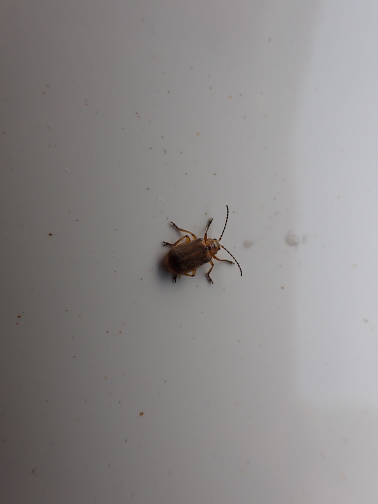 Skeletonizing Leaf and Flea Beetles from Gyuko, Kochi, 781-8126, Japan ...