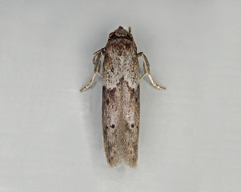 Acorn Moth from Salem, NH 03079, USA on June 21, 2024 at 04:56 AM by ...