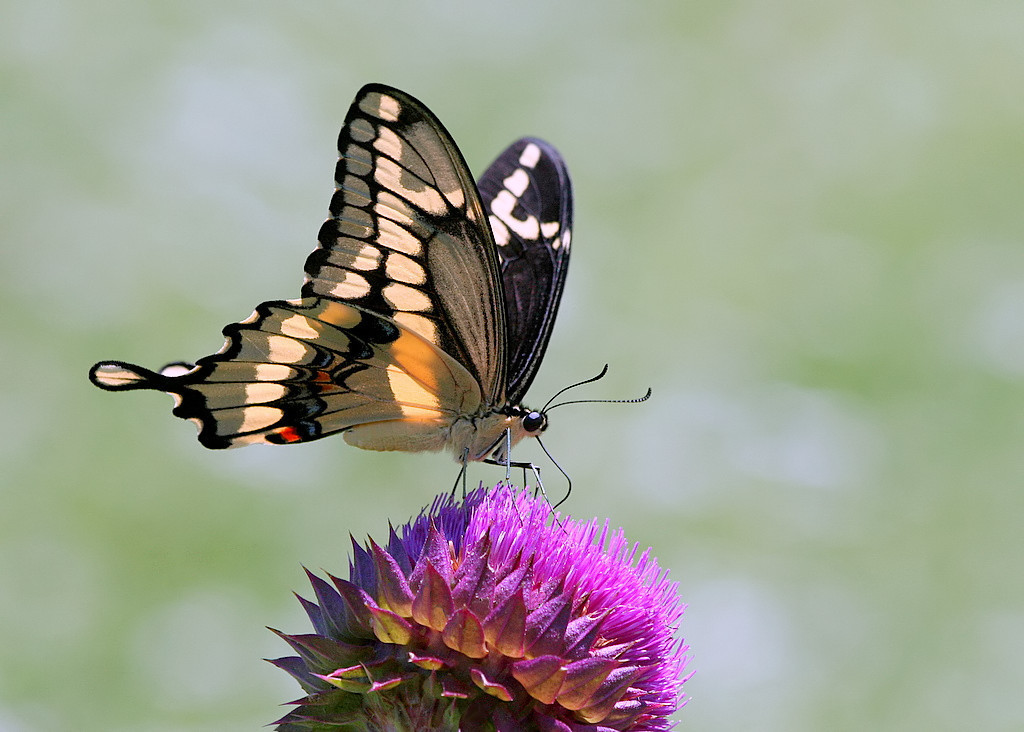 Eastern Giant Swallowtail (Butterflies of Oakland County, MI) · iNaturalist