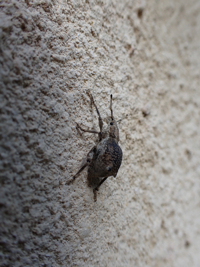 Episomus turritus from Godaisan, Kochi, 781-8125, Japan on May 25, 2024 ...