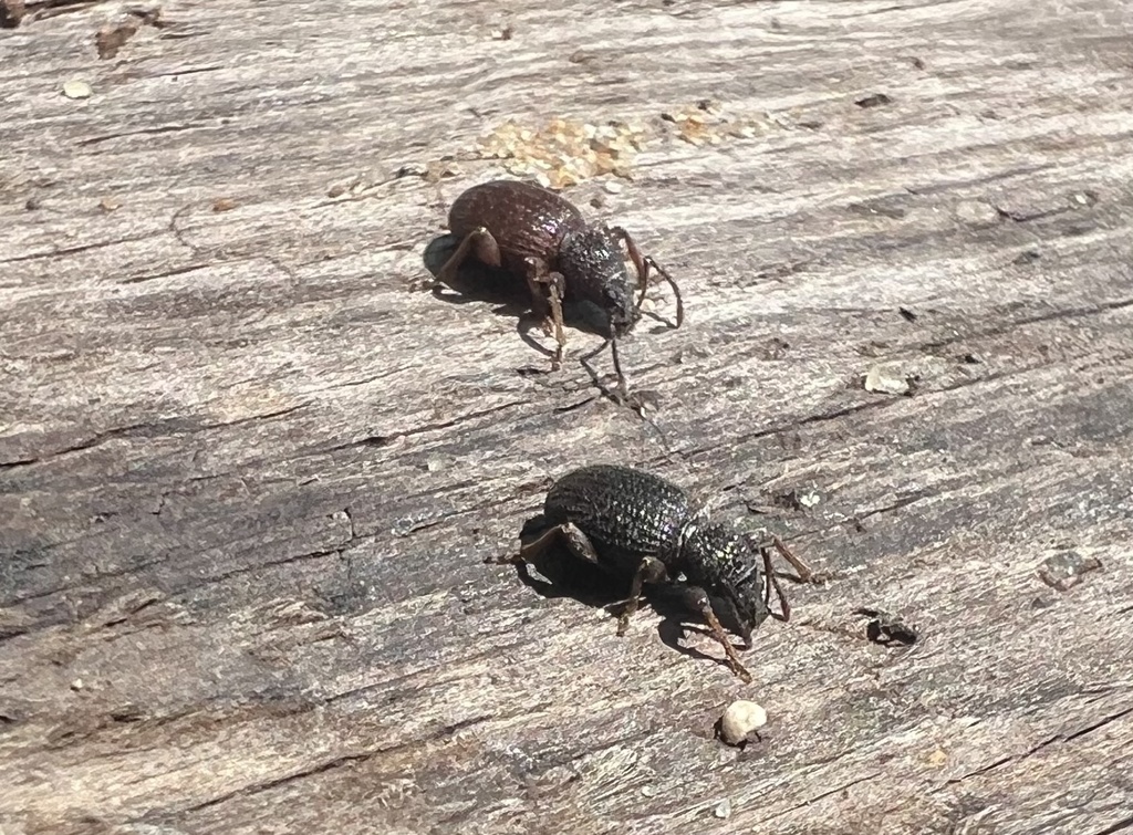 Strawberry Root Weevil from South Haven, MI, US on June 20, 2024 at 03: ...