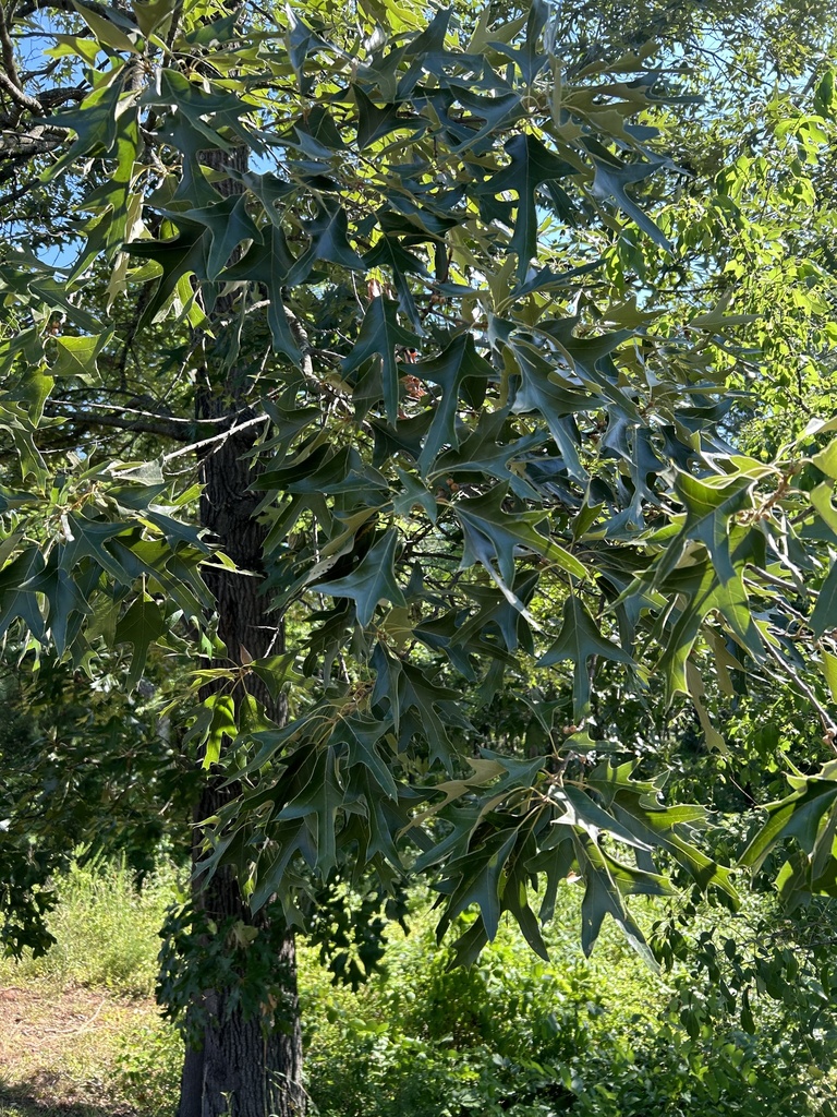 southern red oak from Cannon Branch Fort, Manassas, VA, US on June 21 ...